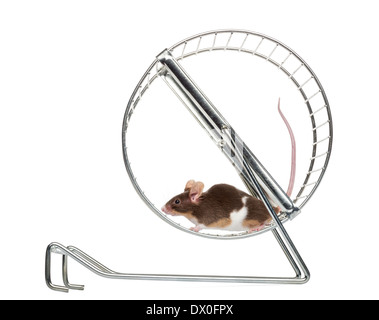 Side view of a Common house mouse running in a wheel, Mus musculus ...