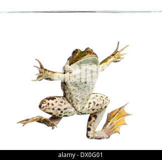 Frog swimming under water isolated Stock Photo - Alamy