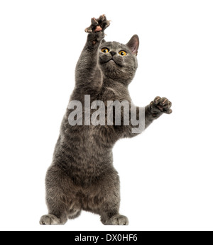 Front view of a Chartreux kitten reaching, on hind legs, 6 months old ...