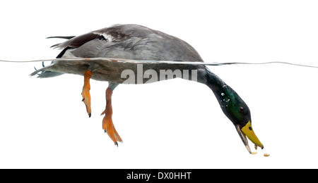 Mallard fishing under water, Anas platyrhynchos, isolated on white ...