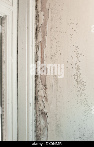 Mould and wood rot on a window frame and wall Stock Photo - Alamy