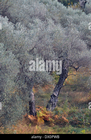Olive tree garden in Montenegro state Stock Photo - Alamy