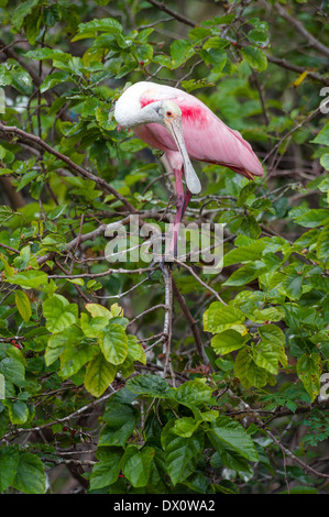 Roseate Spoonbill perched on a tree branch with spread wings its ...