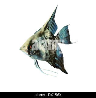 Beautiful white fish on a blue background Stock Photo - Alamy