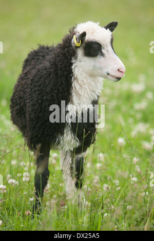 A Swedish Rya sheep lamb standing alone in a spring field, full length ...