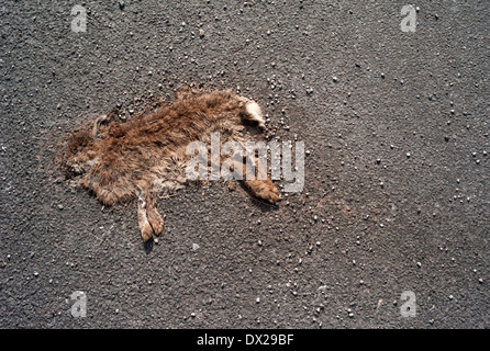 a dead squashed flattened Roadkill rabbit Stock Photo - Alamy