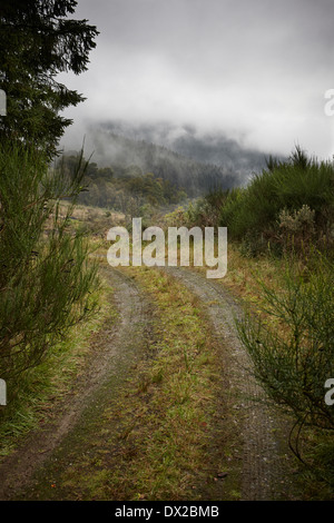 Broadleaf and pine trees at Glenbranter Forest Stock Photo - Alamy