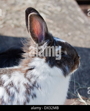 English Spot x Lionhead Cross Rabbit Stock Photo - Alamy