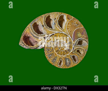 Polished cross-section of a fossil ammonite showing the internal ...