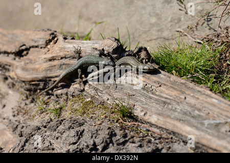 Two lizards embracing Stock Photo - Alamy
