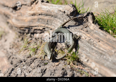 Two lizards embracing Stock Photo - Alamy