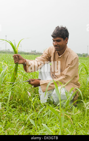 Happy Indian farmer Holding sickle and Paddy crop in hand - Concept good crop yields due to ...