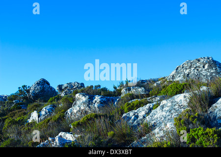 Fynbos vegetation at Table Mountain National Park, Cape town, South ...