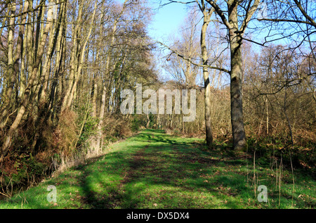 A view of alder carr woodland at Alderfen Broad Nature Reserve, Norfolk ...
