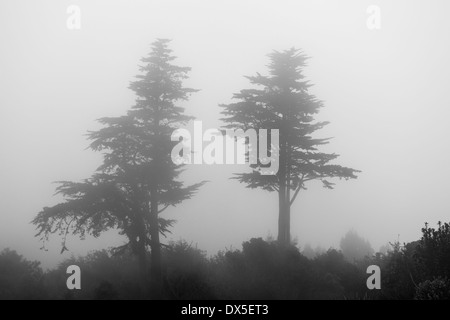 pine trees silhouette in mist Stock Photo - Alamy