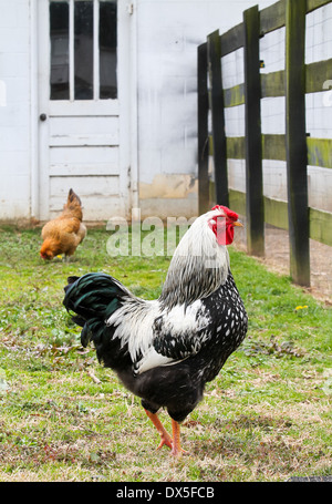 Male and female chickens ( rooster and hen ) Orpington silver in the ...