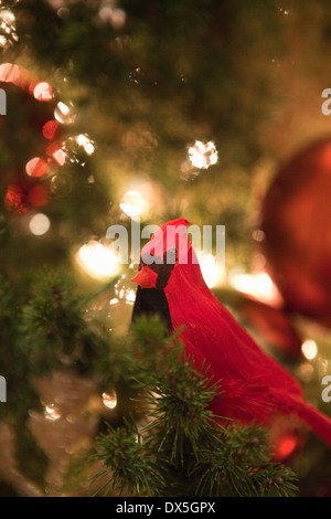 A closeup of a red cardinal on a tree branch in daylight Stock Photo ...