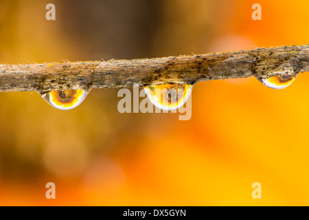 Flower refraction in three raindrops Stock Photo - Alamy