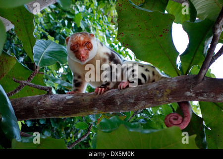 male Common Spotted Cuscus (Spilocuscus maculatus) in a fig tree (Ficus ...