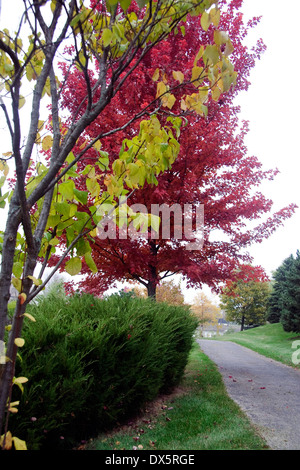 Autumn. Fall in Naperville Stock Photo - Alamy