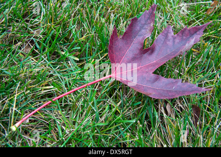 Autumn. Fall in Naperville Stock Photo - Alamy
