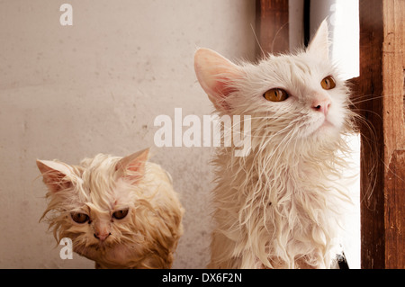 Two wet cats Stock Photo - Alamy