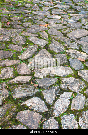 Mossy road texture with fallen leaves Stock Photo - Alamy