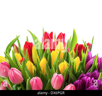 Holiday spring background. Colorful tulip flowers on blue wooden ...