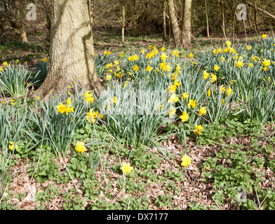 daffodils narcissus around trees in a spring countryside scene in ...
