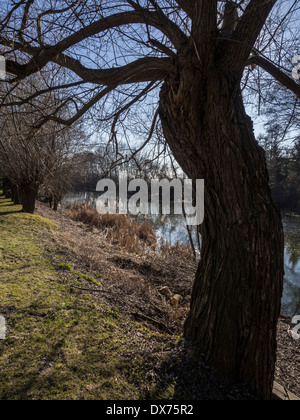 Rotten trees like dancing monsters Stock Photo - Alamy