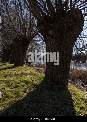 Rotten trees like dancing monsters Stock Photo - Alamy