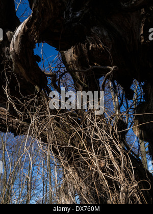 Rotten trees like dancing monsters Stock Photo - Alamy