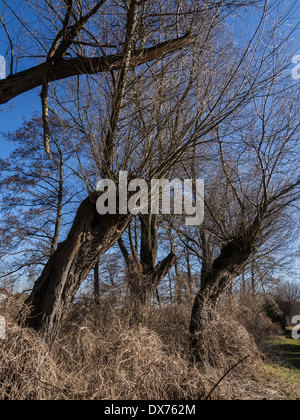 Rotten trees like dancing monsters Stock Photo - Alamy