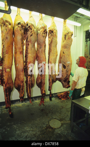BSE, cattle carcasses suspected with Mad Cow disease are dyed yellow to ...