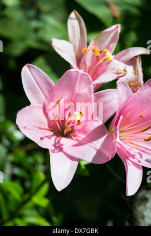Perfect lily flower outdoors sunlight Stock Photo - Alamy