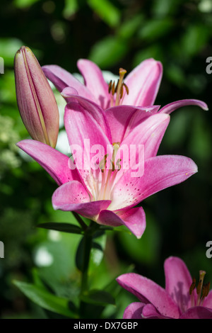 Perfect lily flower outdoors sunlight Stock Photo - Alamy