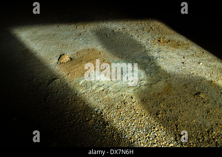 Long human shadows projected on the pavement at sunset Stock Photo - Alamy