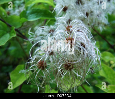Dry bush with fluffy flower seeds close-up on blue sky contrast ...