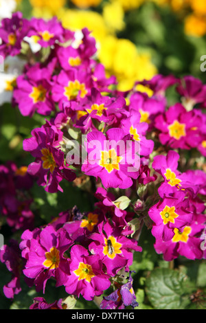 Primula flowers in spring sunshine Stock Photo - Alamy