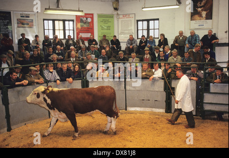 Bull sold at Banbury Stockyard, cattle market, Oxfordshire. England ...