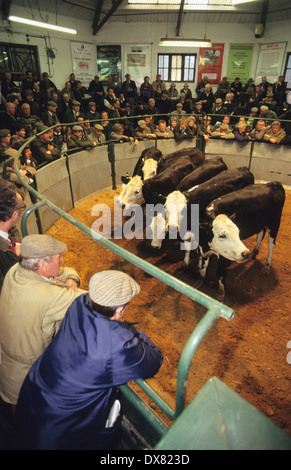 Banbury Stockyard, cattle market, Oxfordshire. England, United Kingdom ...