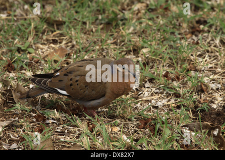 Zenaida Dove - Zenaida aurita bird in Columbidae, doves and pigeons ...