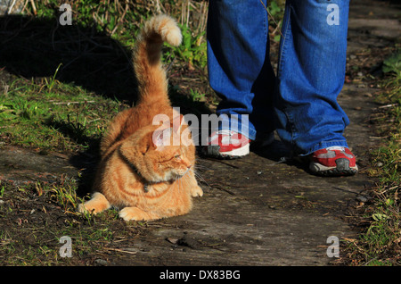 Ginger cat playing by owner's feet Stock Photo - Alamy
