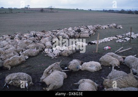 Foot and Mouth Disease. Sheep are culled in Yorkshire during the 2001 ...