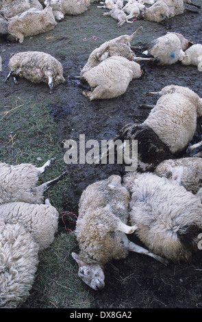Foot and Mouth Disease. Sheep are culled in Yorkshire during the 2001 ...