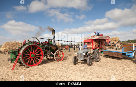 A vintage steam engine and threshing drum threshing straw assisted by ...