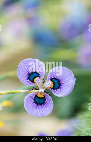 Peacock Flower (Moraea villosa Stock Photo - Alamy