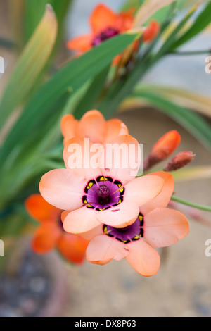 Purple and yellow sparaxis Stock Photo - Alamy