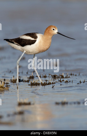American Avocets (Recurvirostra americana) male and female just prior ...