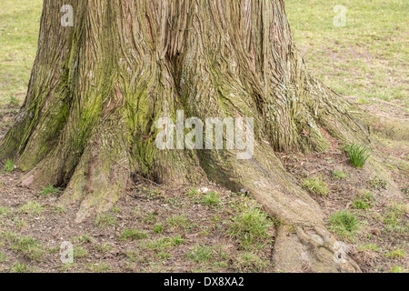 Trunk and roots of a giant mammoth tree Stock Photo - Alamy